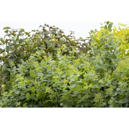Gro-Low Fragrant Sumac, Rhus aromatica 'Gro-Low', Monrovia Plant