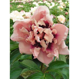 Oochigeas Itoh Peony, Paeonia (Intersectional hybrid) x 'Oochigeas'