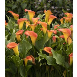 Captain Brunello Calla Lily, Zantedeschia 'Captain Brunello'