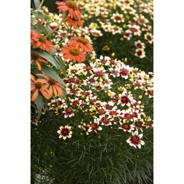 Sunstar™ Rose Coreopsis, Coreopsis verticillata 'TNCORSR' PP #30,996