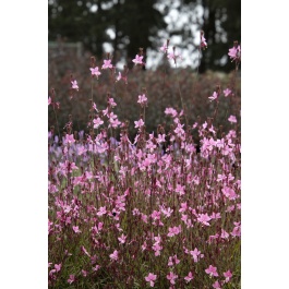 Steffi™ Dark Rose Gaura, Gaura lindheimeri, Monrovia Plant