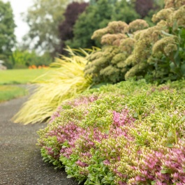John Creech Stonecrop, Sedum spurium 'John Creech', Monrovia Plant