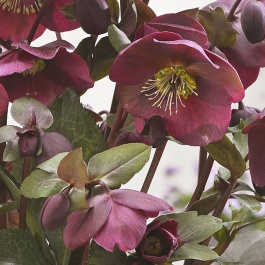 FrostKiss™ Anna's Red Hellebore, Helleborus x 'ABCRD02' PP #24,720