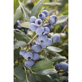 Sunshine Blue Blueberry, Vaccinium x 'Sunshine Blue' (Southern Highbush)