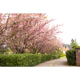 Kwanzan Flowering Cherry, Prunus serrulata 'Kwanzan', Monrovia Plant