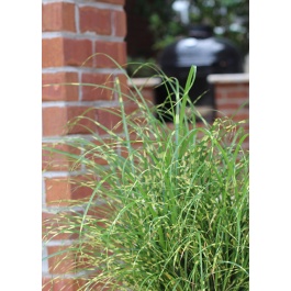 Bandwidth Maiden Grass, Miscanthus sinensis 'NCMS2B' PP #29,460