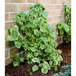Miranda Climbing Hydrangea, Hydrangea anomala petiolaris 'Miranda'