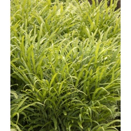Jurassic™ Velociraptor Ribbon Fern, Pteris cretica, Monrovia Plant