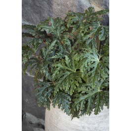 Tectonic® Eruption Begonia, Begonia lorentzonii 'DJHAP18072'