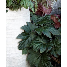 Tectonic® Magma Begonia, Begonia adscendens 'DJHAP18003', Monrovia Plant