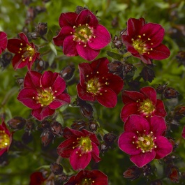 Touran™ Deep Red Saxifrage, Saxifraga x arendsii 'Rock Red' PP #19,643