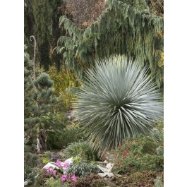Sapphire Skies Beaked Blue Yucca, Yucca rostrata 'Sapphire Skies'