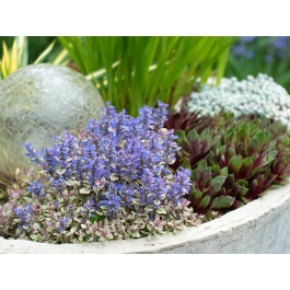 Princess Nadia Ajuga, Ajuga tenorii 'Piotrek01' PP #31,028, Monrovia Plant