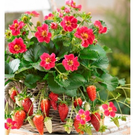 Tristan Strawberry, Fragaria x ananassa 'Tristan', Monrovia Plant
