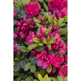 Kimono™ Canzonetta Azalea, Azalea x 'Canzonetta', Monrovia Plant