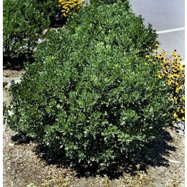 Compact Inkberry, Ilex glabra 'Compacta', Monrovia Plant