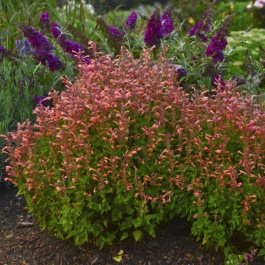 Mango Tango Agastache, Agastache 'Mango Tango' PP #28,747, Monrovia Plant