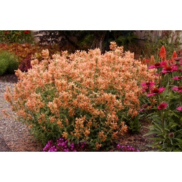 Poquito™ Orange Agastache, Agastache 'TNAGAPO' PP #30,506, Monrovia Plant