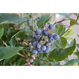 Frostberry Delight® Rabbiteye Blueberry, Monrovia Plant