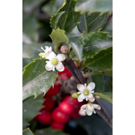 Berri-Magic® Kids Holly Combination, Monrovia Plant