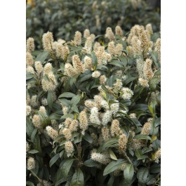 Chestnut Hill Cherry Laurel, Prunus laurocerasus 'Chestnut Hill' PP #24,880