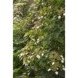 Moonlight Chinese Hydrangea Vine, Schizophragma hydrangeoides 'Moonlight'