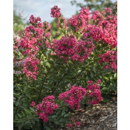 Bellini® Raspberry Crape Myrtle, Monrovia Plant