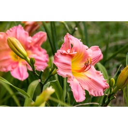 Happy Ever Appster® Rosy Returns Daylily, Hemerocallis x 'Rosy Returns'