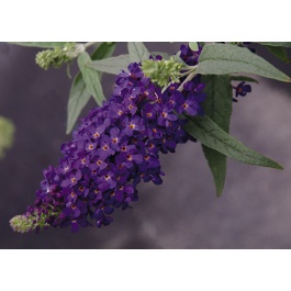 Buzz™ Midnight Butterfly Bush, Buddleja davidii 'TOBUDMIDNII' PPAF