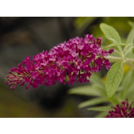 Buzz™ Hot Raspberry Butterfly Bush, Buddleja davidii 'Hot Raspberry' PPAF