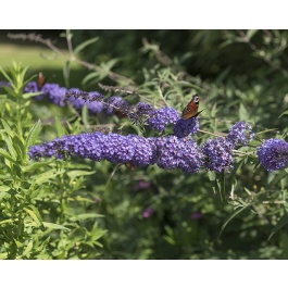 Buzz™ Sky Blue Butterfly Bush, Buddleja davidii 'TOBUD0615' PP #23,461