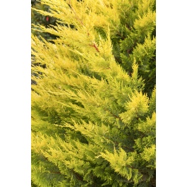 Gold Rider Leyland Cypress, x Cupressocyparis leylandii 'Gold Rider'