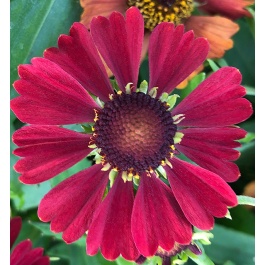 Hayday™ Red Helenium, Helenium autumnale, Monrovia Plant