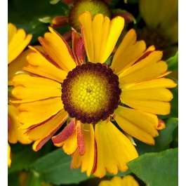 Hayday™ Gold Bicolor Helenium, Helenium autumnale, Monrovia Plant