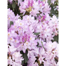 Pink Rosebay Rhododendron, Rhododendron maximum 'Roseum' (H-1)