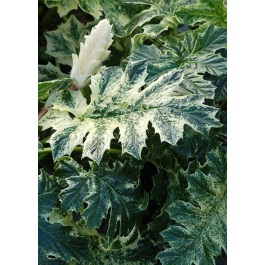 Whitewater Acanthus, Acanthus 'Whitewater' PP #23,342, Monrovia Plant