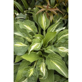 Striptease Hosta, Hosta x 'Striptease', Monrovia Plant