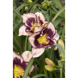 Stormy Skye® Daylily, Hemerocallis x 'MON7035' PPAF, Monrovia Plant