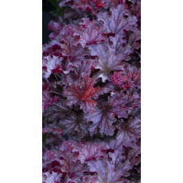 Ruby Tuesday Heuchera, Heuchera 'Ruby Tuesday', Monrovia Plant