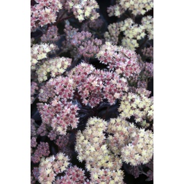 Conga Line Sedum, Sedum telephium 'Conga Line' PPAF, Monrovia Plant