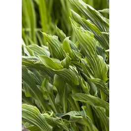 Praying Hands Hosta, Hosta x 'Praying Hands', Monrovia Plant