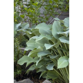 Krossa Regal Hosta, Hosta x 'Krossa Regal', Monrovia Plant