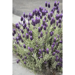 Anouk Spanish Lavender, Lavandula stoechas 'Anouk', Monrovia Plant