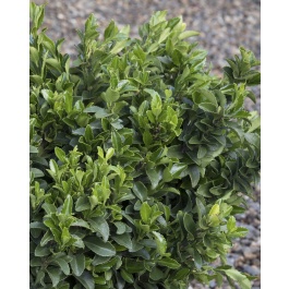 Boxleaf Euonymus, Euonymus japonicus 'Microphyllus', Monrovia Plant