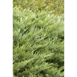 Arcadia Juniper, Juniperus sabina 'Arcadia', Monrovia Plant