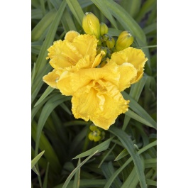 Saffron Skye® Daylily, Hemerocallis x 'MON9010' PPAF, Monrovia Plant