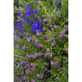 Itsy Bitsy® Lilac False Heather, Cuphea hyssopifolia 'Monshi'
