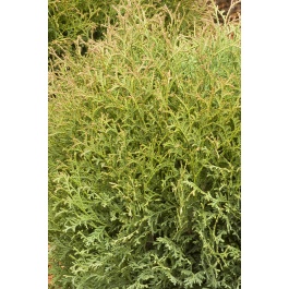 Hetz Mini Arborvitae, Thuja occidentalis 'Hetz Mid.', Monrovia Plant