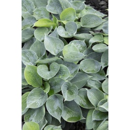 Hadspen Blue Hosta, Hosta x 'Hadspen Blue', Monrovia Plant