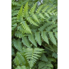 Log Fern, Dryopteris celsa, Monrovia Plant